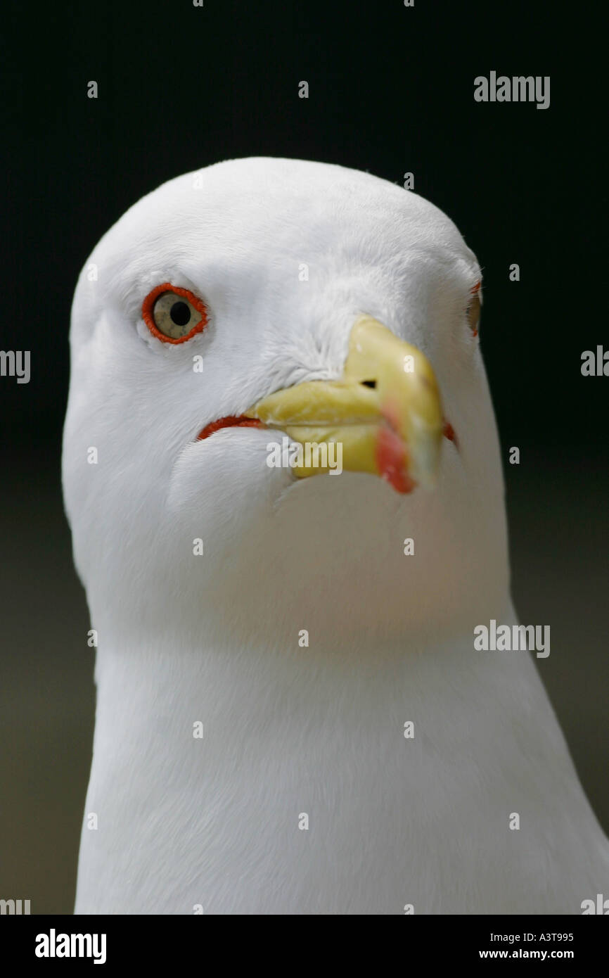 Portrait of a Seagull Stock Photo - Alamy