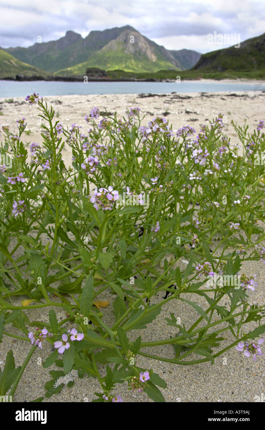 European searocket, sea rocket (Cakile maritima), on the beach with the ...