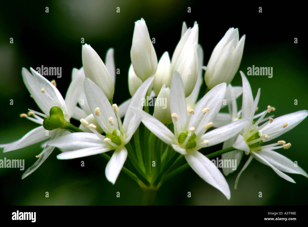 Close-up macro image of the flower head of a white Allium ursinum ...