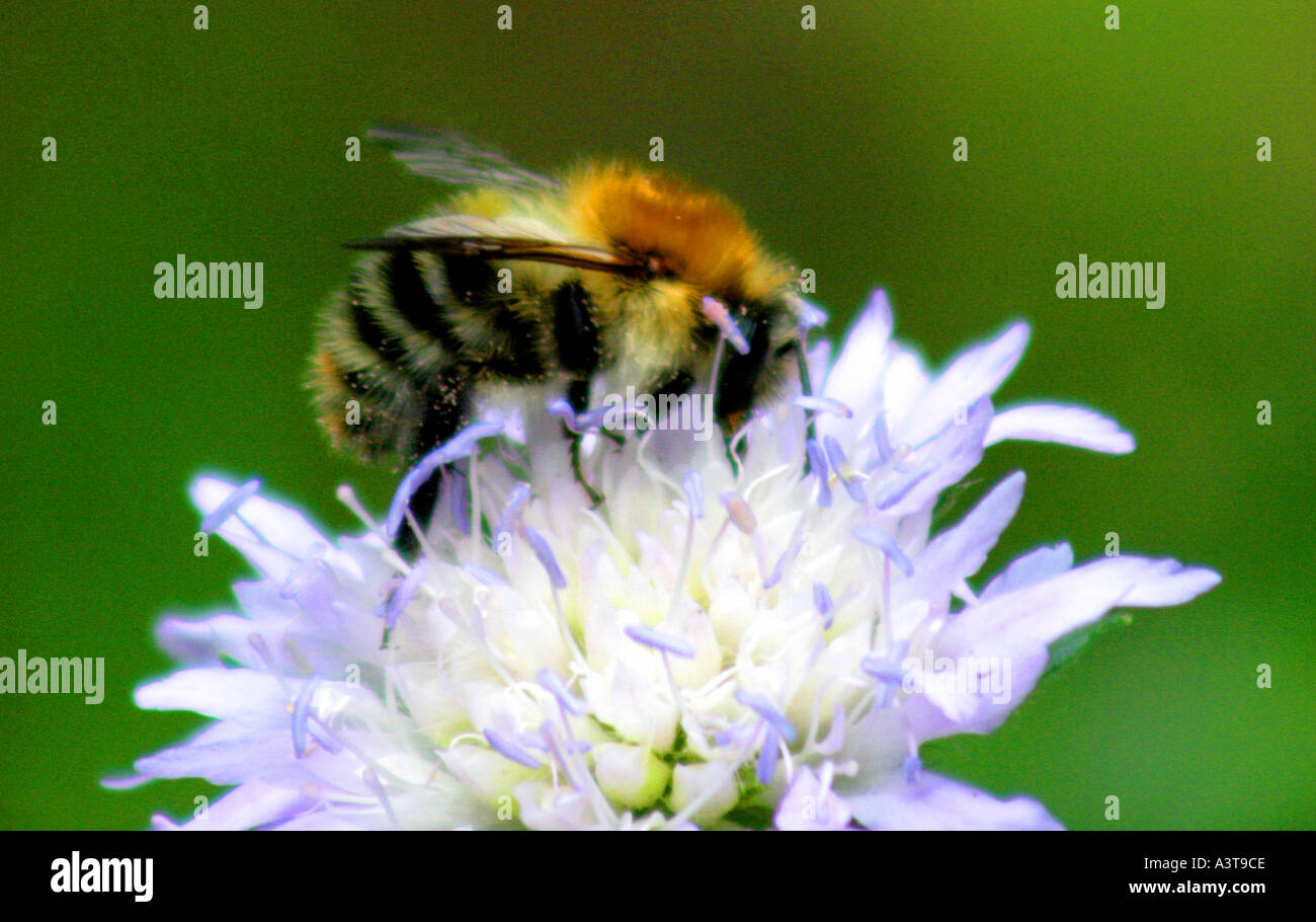 Large carder bee hi-res stock photography and images - Alamy
