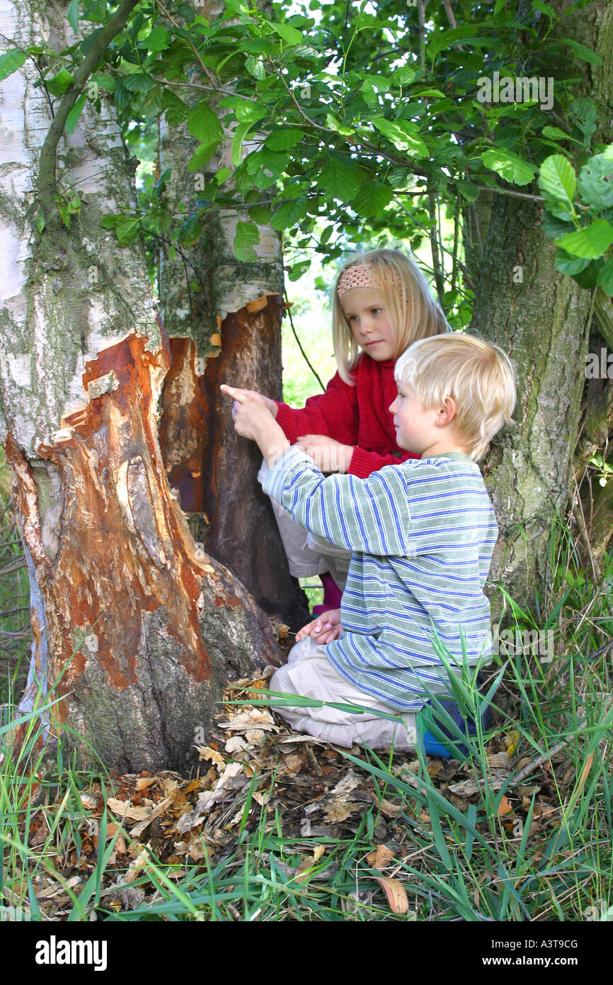 Eurasian beaver, European beaver (Castor fiber), children discovering ...