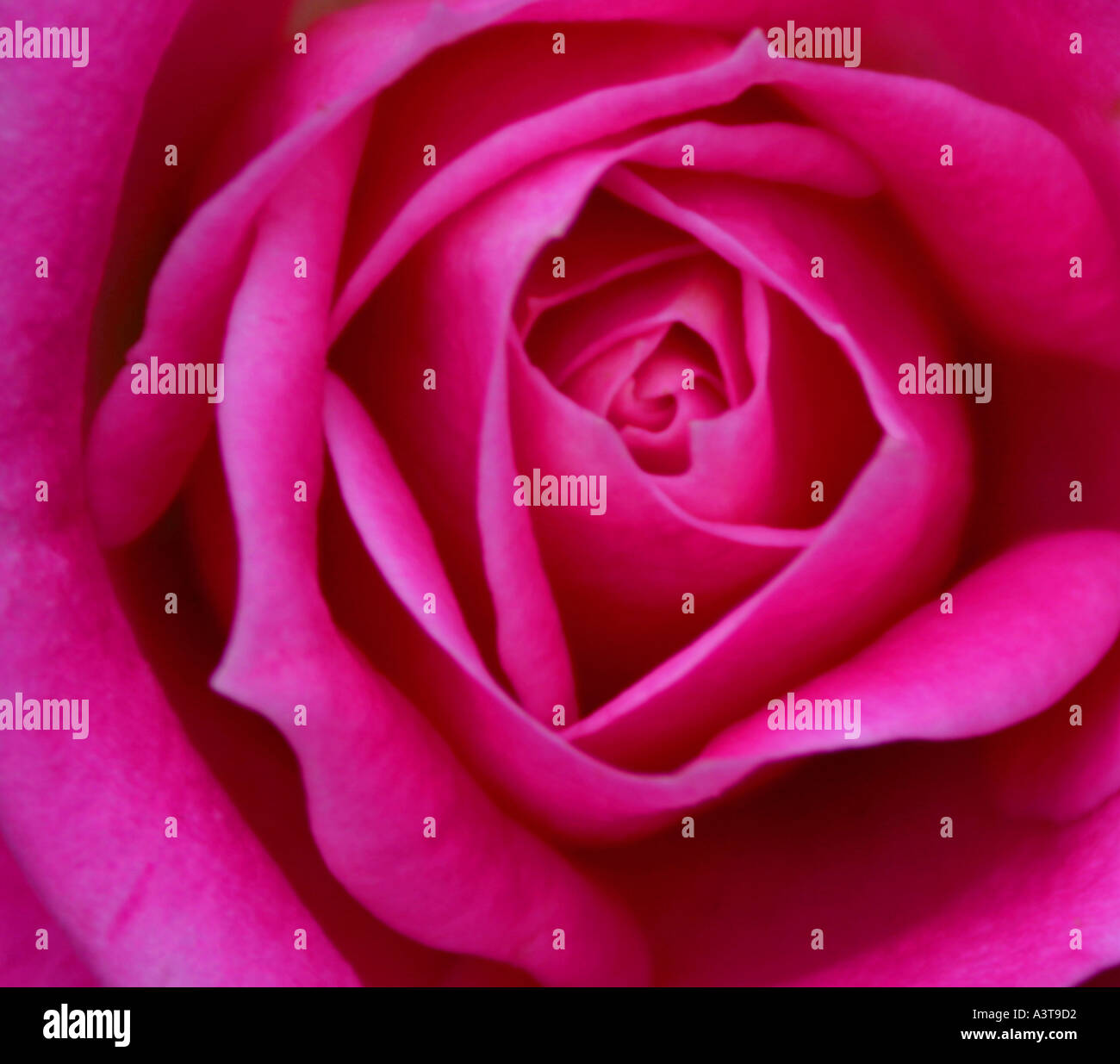 Carefree Days Pink Patio Rose from above with soft lighting Stock Photo ...