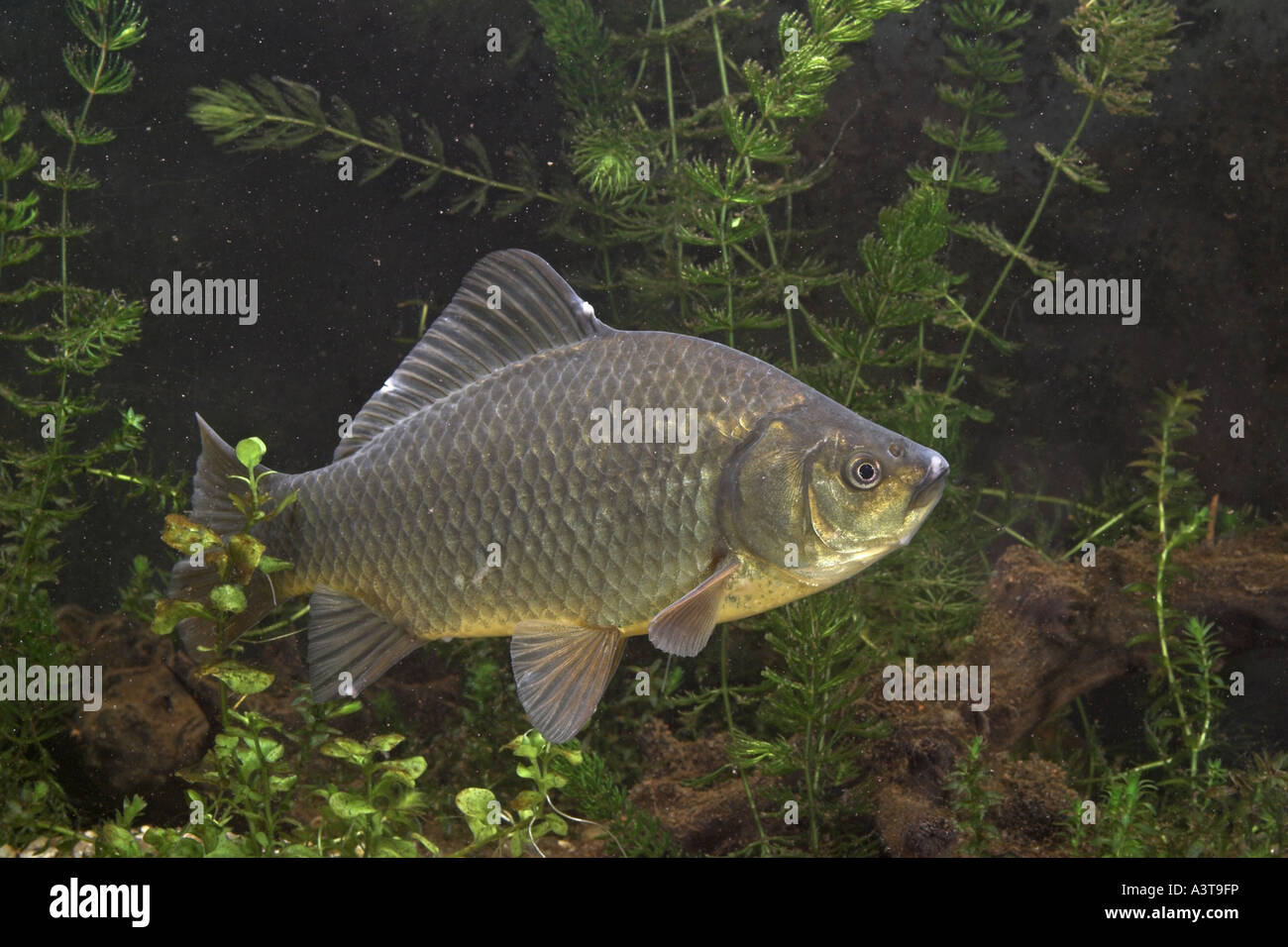 Crucian carp (Carassius carassius Stock Photo - Alamy