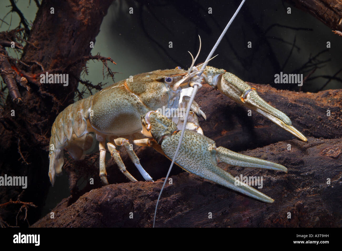 Long clawed hi-res stock photography and images - Alamy