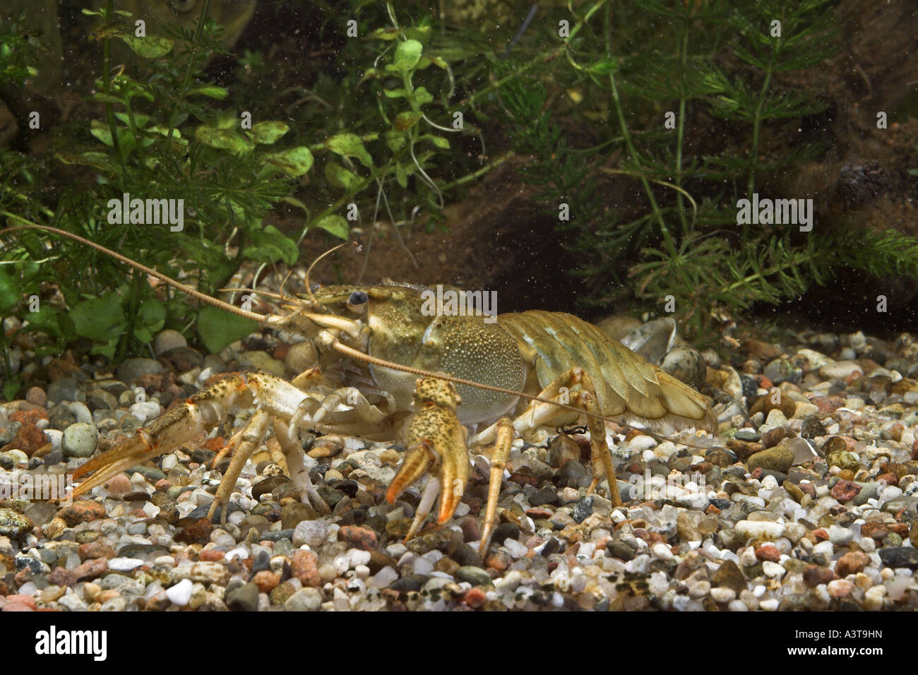 long-clawed crayfish (Astacus leptodactylus Stock Photo - Alamy
