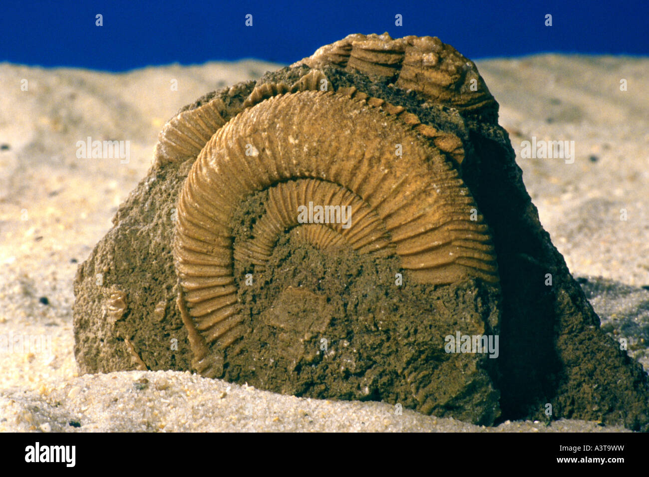 Ammonite species fossil fossils hi-res stock photography and images - Alamy