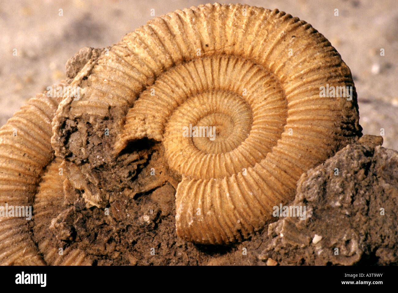 Ammonite hi-res stock photography and images - Alamy