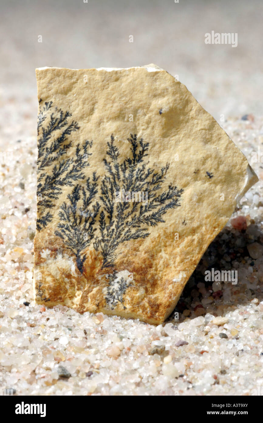 limestone with manganese dendrites Stock Photo - Alamy