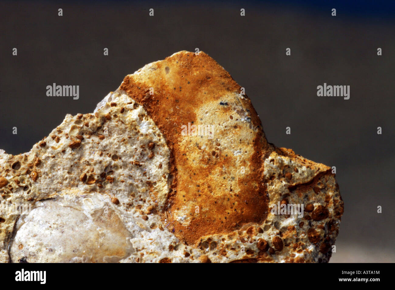 piece of an ammonite in limestone of the jurassic Stock Photo - Alamy