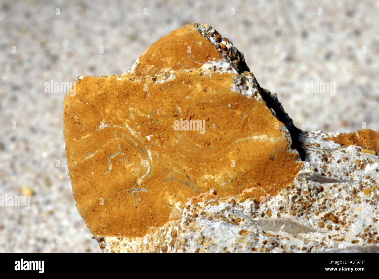 piece of an ammonite in limestone of the jurassic Stock Photo - Alamy
