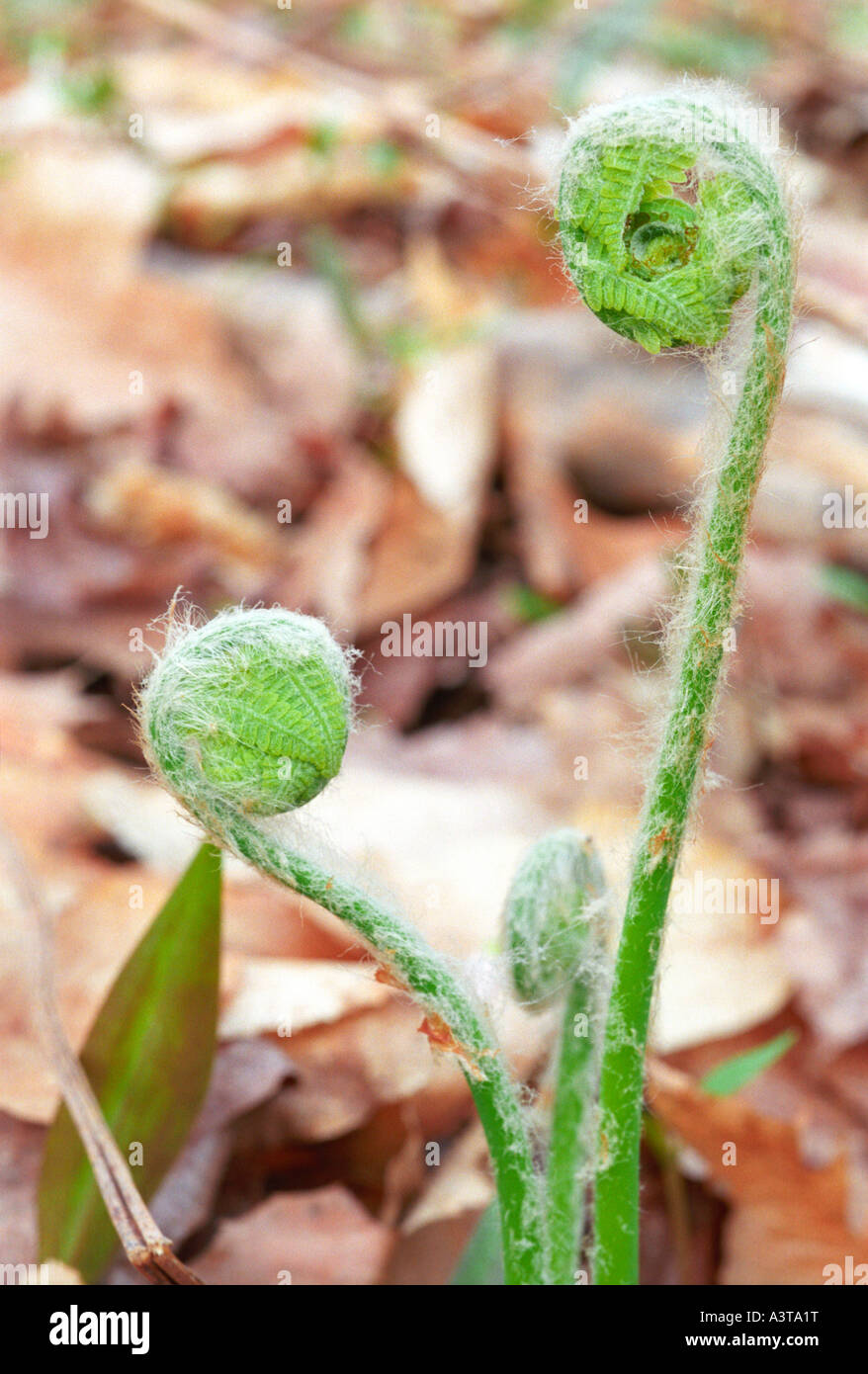 FERN FIDDLEHEADS IN SPRING AT LAUGHING WHITEFISH FALLS STATE SCENIC ...