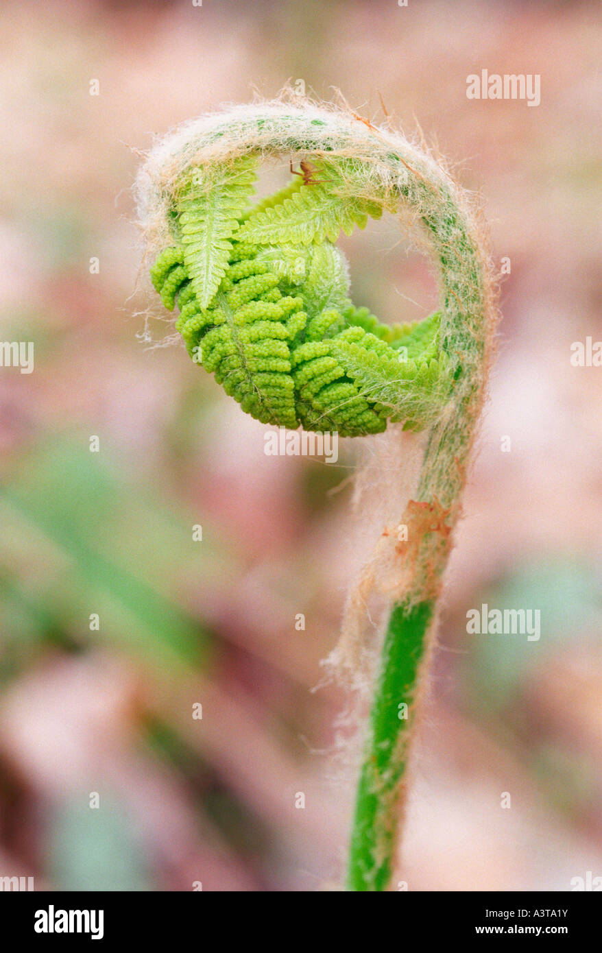 FERN FIDDLEHEAD WITH SPIDER IN SPRING AT LAUGHING WHITEFISH FALLS STATE ...
