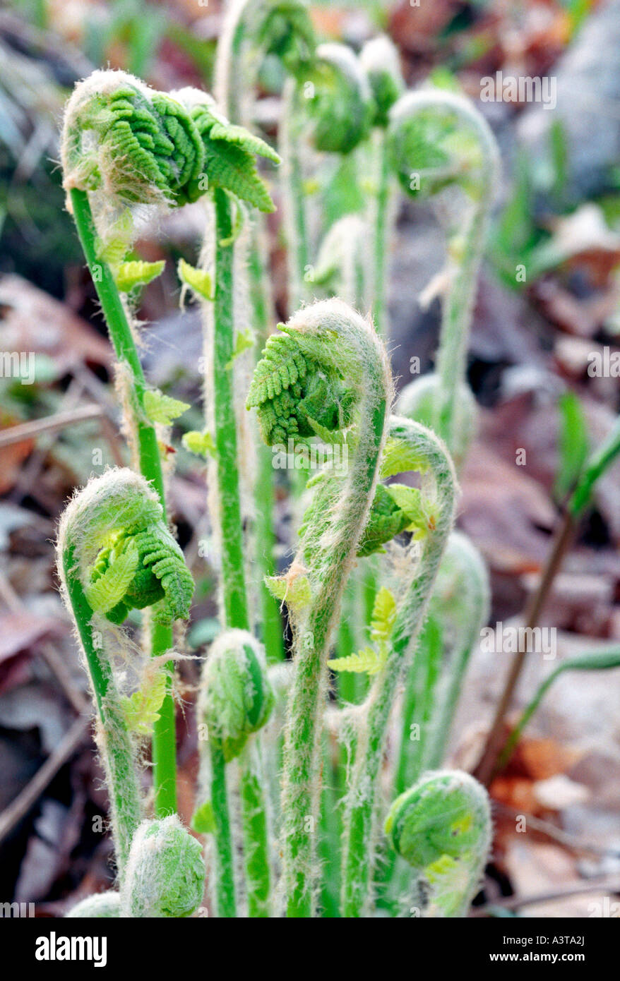 FERN FIDDLEHEADS IN SPRING AT LAUGHING WHITEFISH FALLS STATE SCENIC ...
