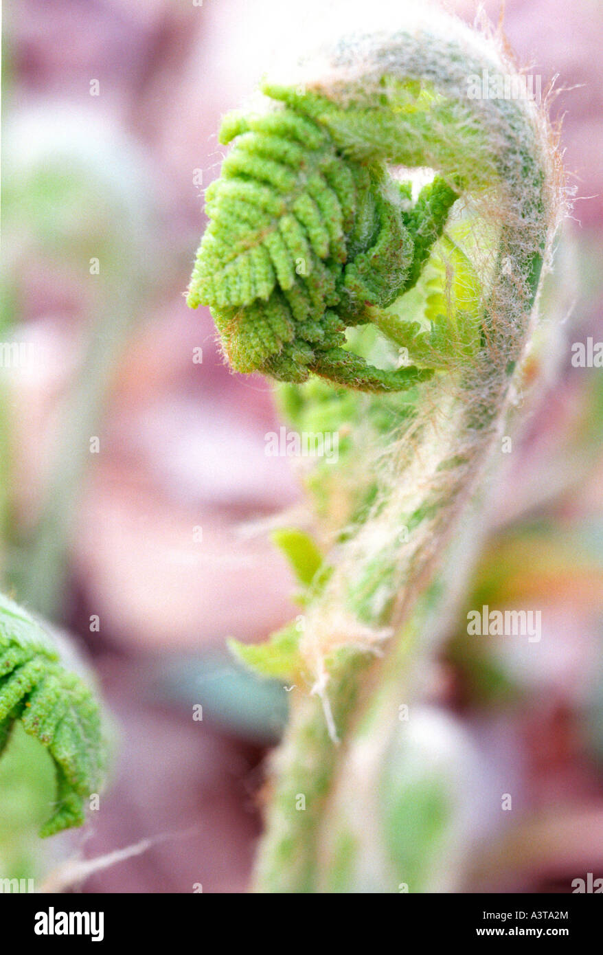 FERN FIDDLEHEAD IN SPRING AT LAUGHING WHITEFISH FALLS STATE SCENIC SITE ...
