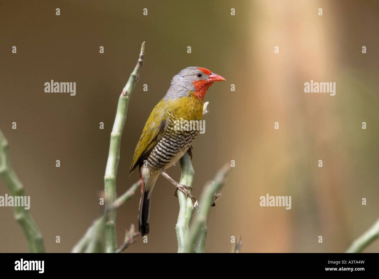 Melba Finch High Resolution Stock Photography and Images - Alamy