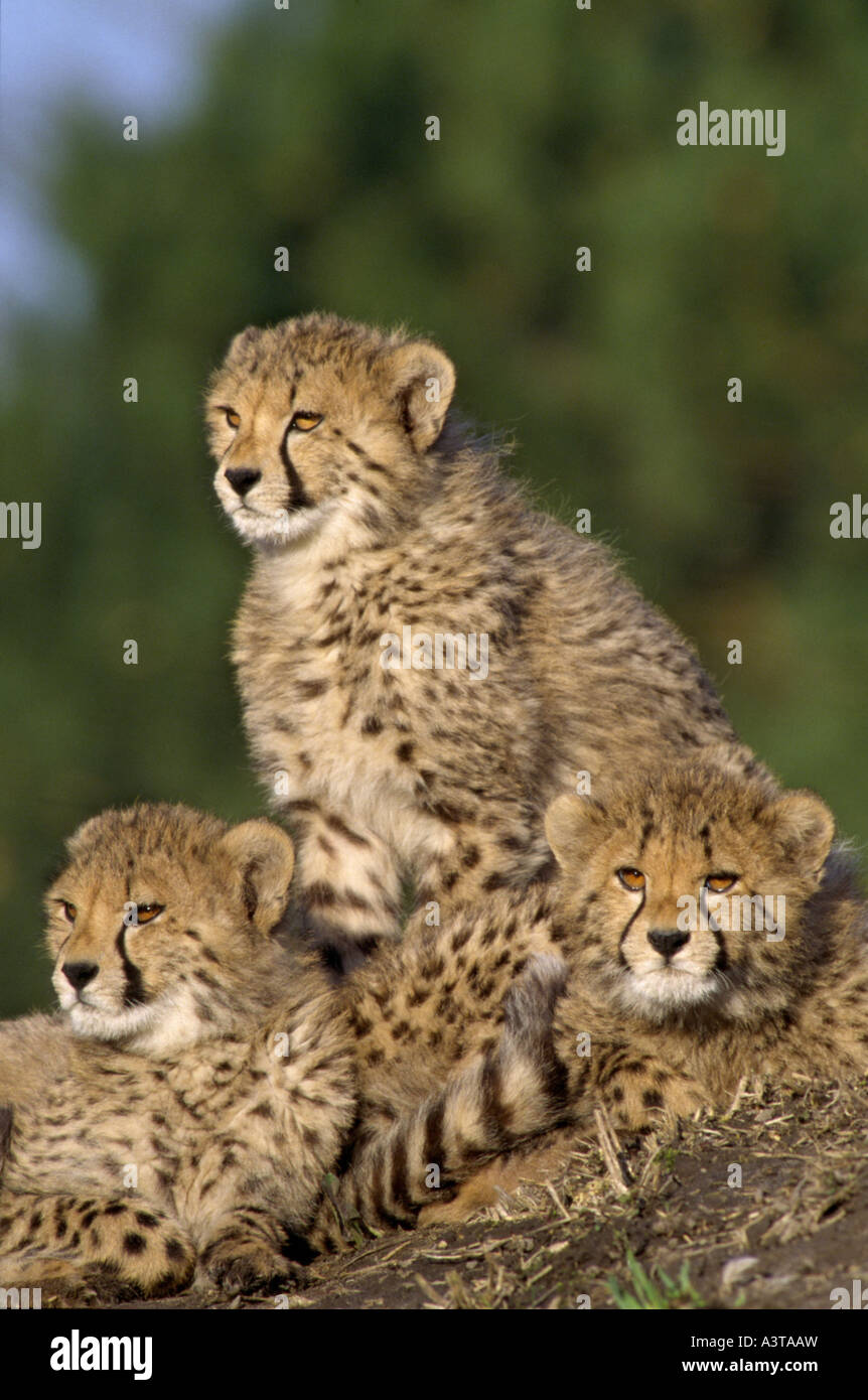 cheetah (Acinonyx jubatus), three young cheetahs Stock Photo - Alamy