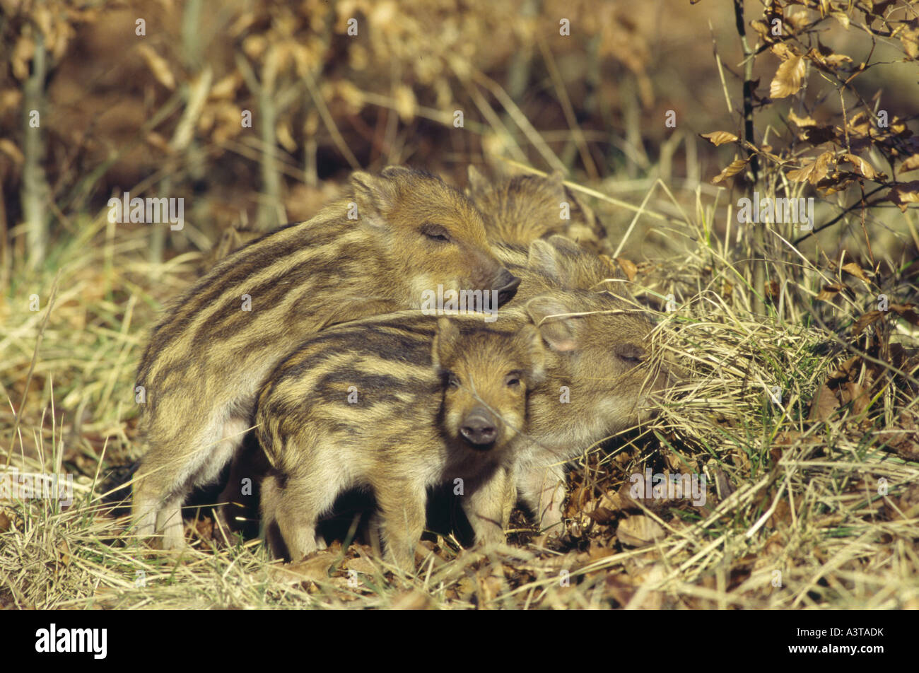 wild boar, pig (Sus scrofa), piglet, Germany, North Rhine-Westphalia ...
