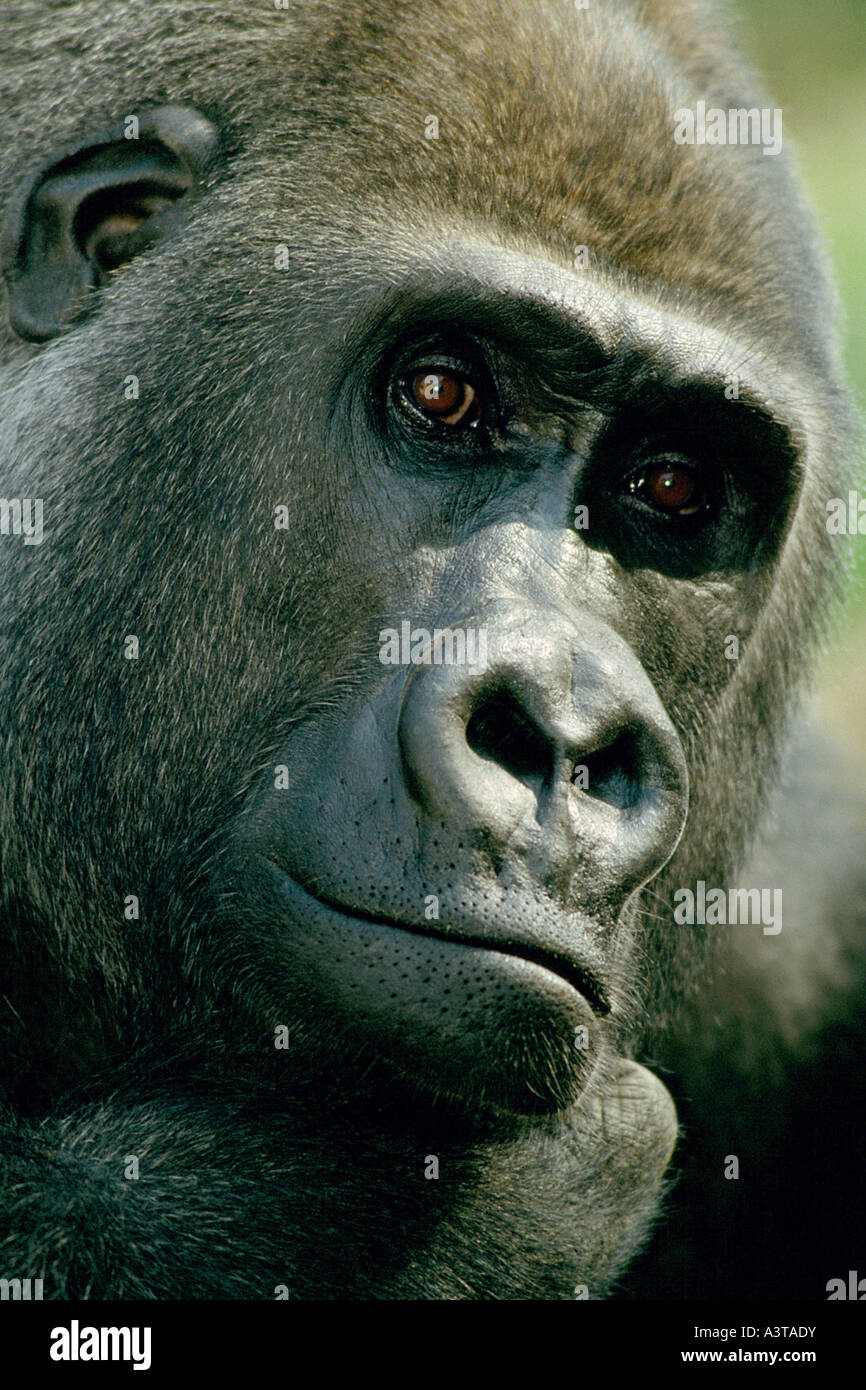 gorilla (Gorilla gorilla), male portrait Stock Photo - Alamy