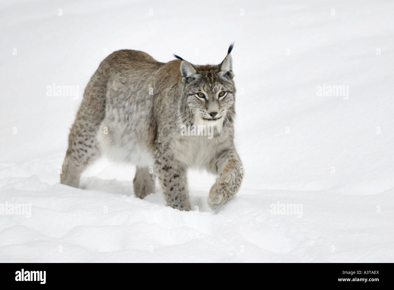 Eurasian lynx (Lynx lynx), running in snow Stock Photo - Alamy