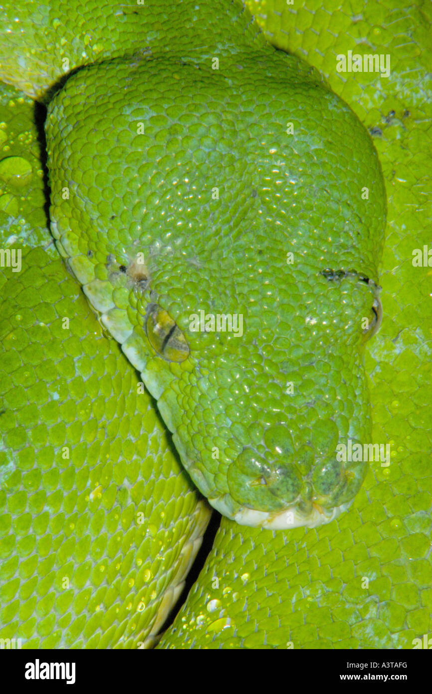 green tree python (Morelia viridis), closeup Stock Photo - Alamy