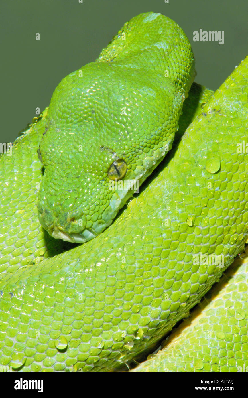 green tree python (Morelia viridis), animal frontal Stock Photo - Alamy