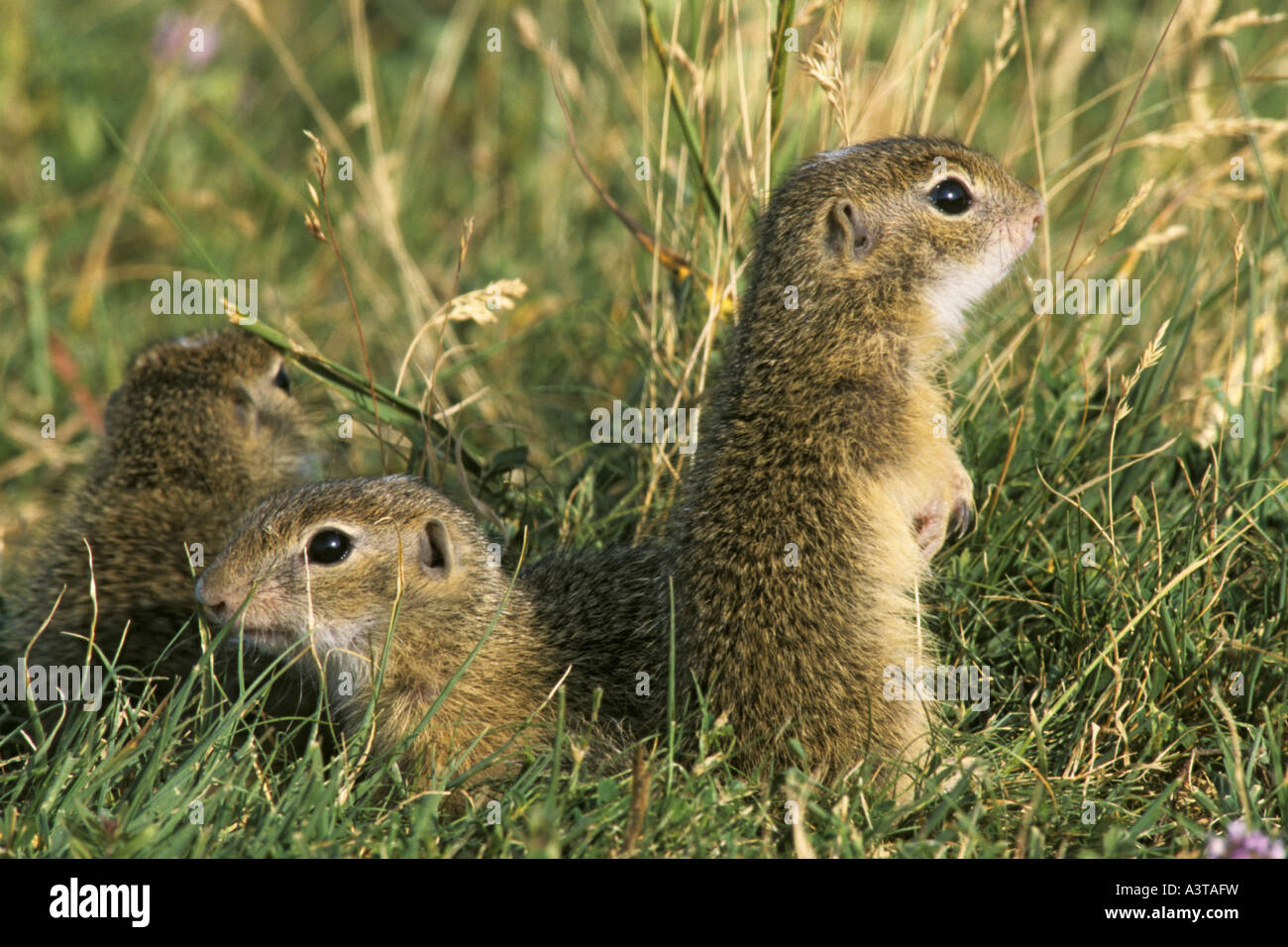 European ground squirrel, European suslik, European souslik (Citellus ...