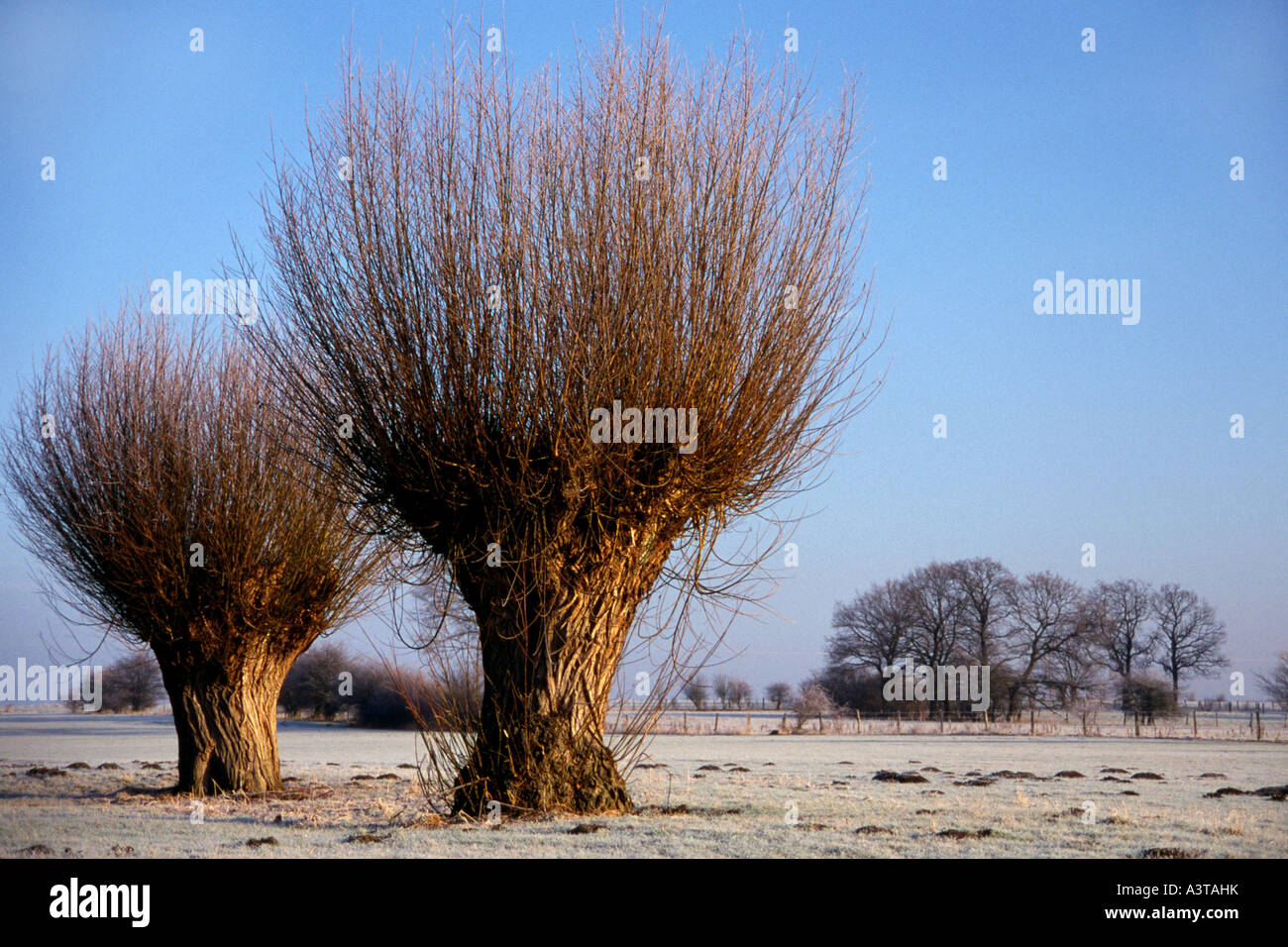 common osier (Salix viminalis), pollarded willows in winter, Germany ...