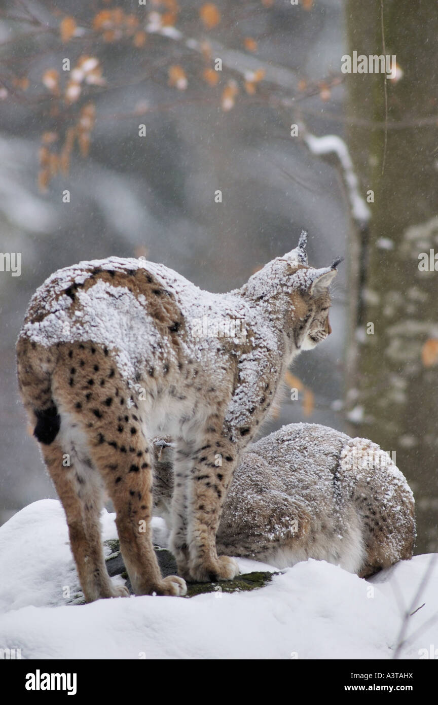 Eurasian lynx (Lynx lynx), two animals in snow Stock Photo - Alamy
