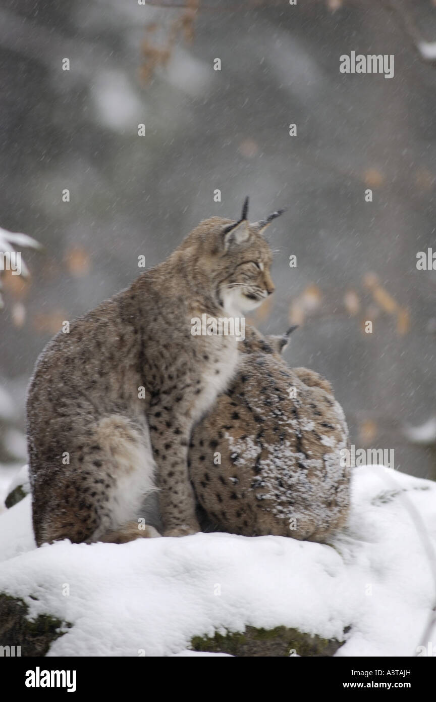 Eurasian lynx (Lynx lynx), two animals sitting in snow Stock Photo - Alamy