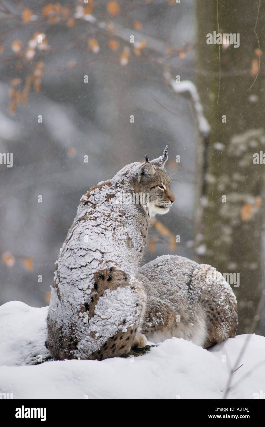 Eurasian lynx (Lynx lynx), two animals sitting in snow Stock Photo - Alamy
