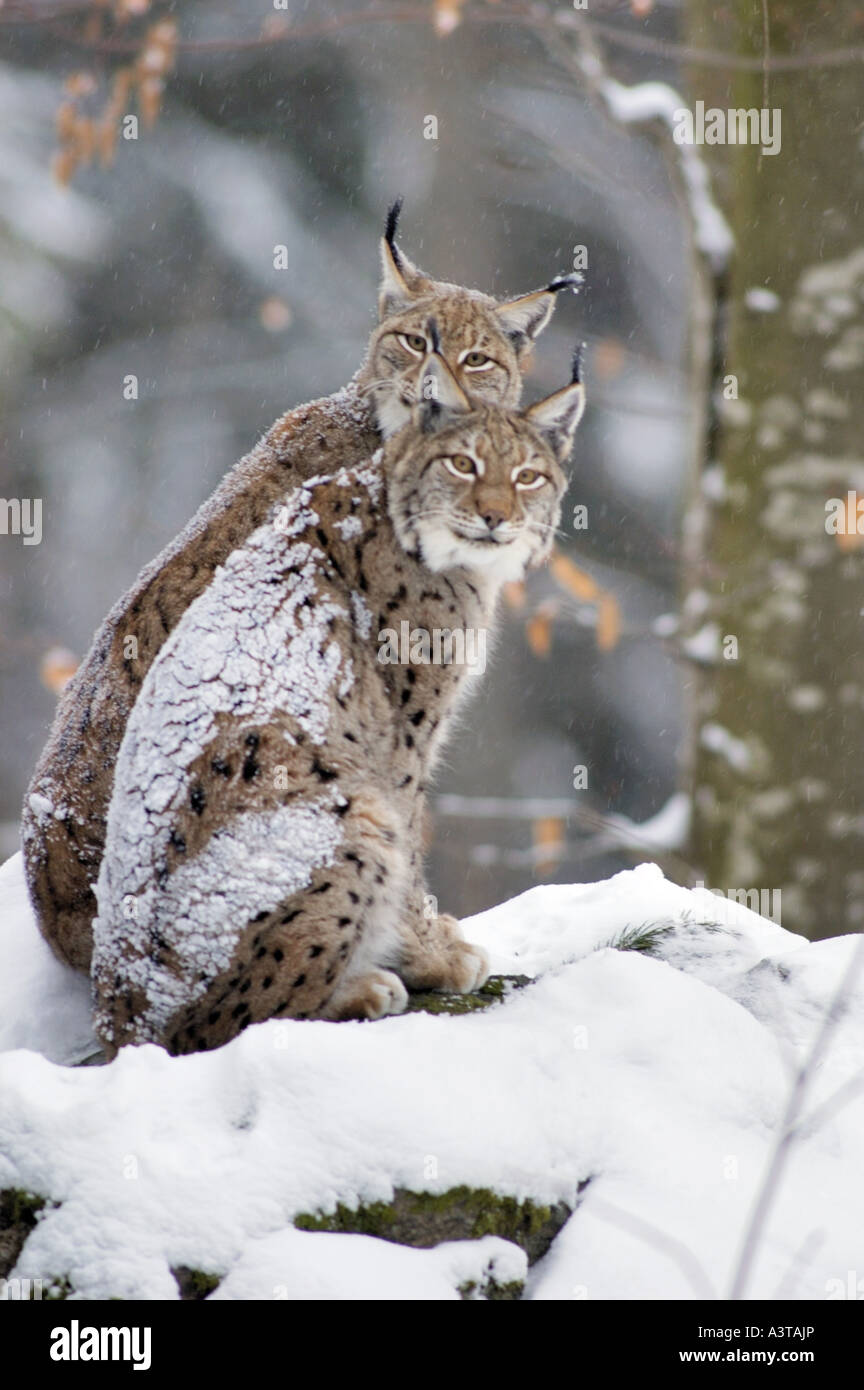Eurasian lynx (Lynx lynx), two animals sitting next to each other in ...