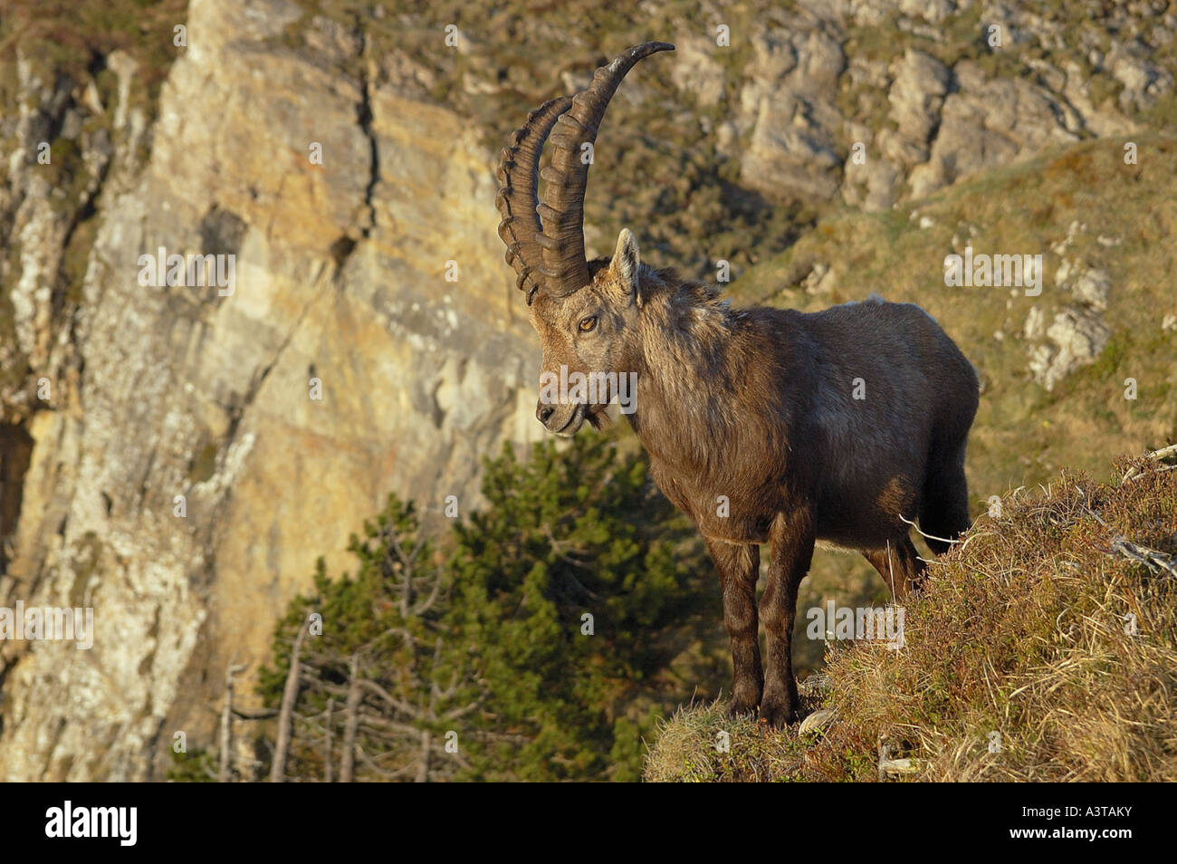 alpine ibex (Capra ibex), standing at a rock wall, Switzerland, Berne ...