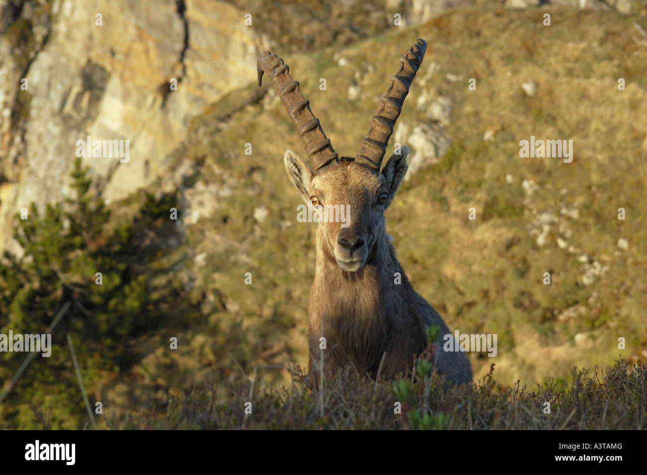 alpine ibex (Capra ibex), standing at a rock wall, Switzerland, Berne ...