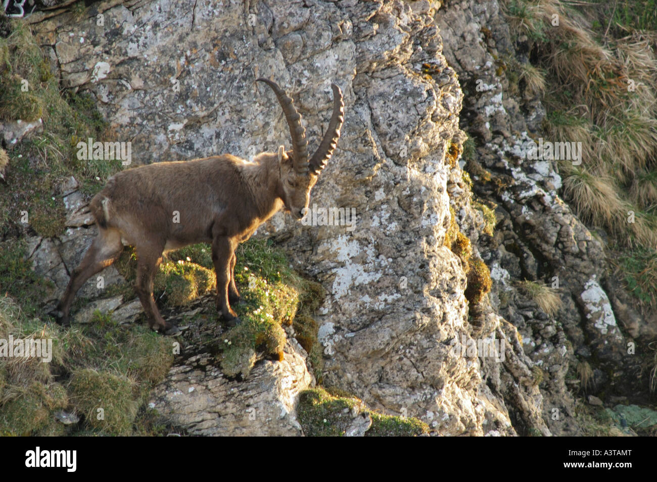 alpine ibex (Capra ibex), climbing in a rock wall, Switzerland, Berne ...