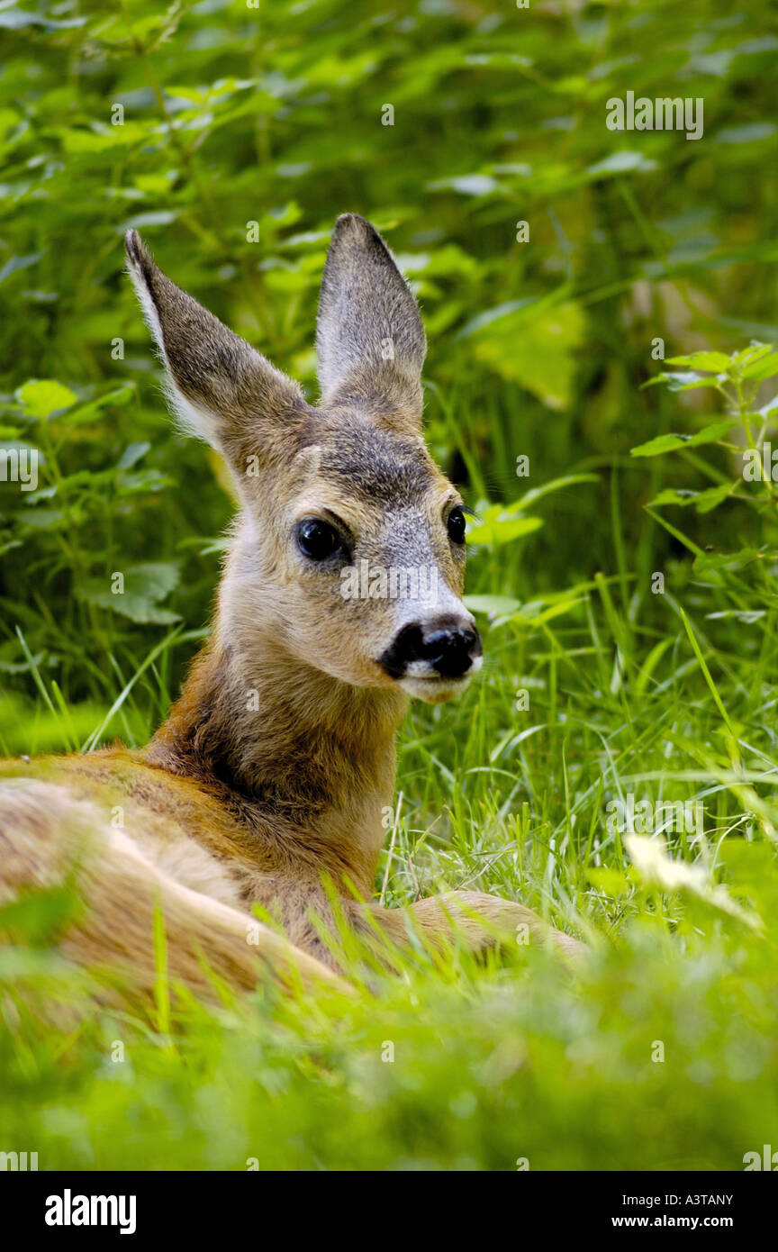 roe deer (Capreolus capreolus), young, lying, Germany, North Rhine ...