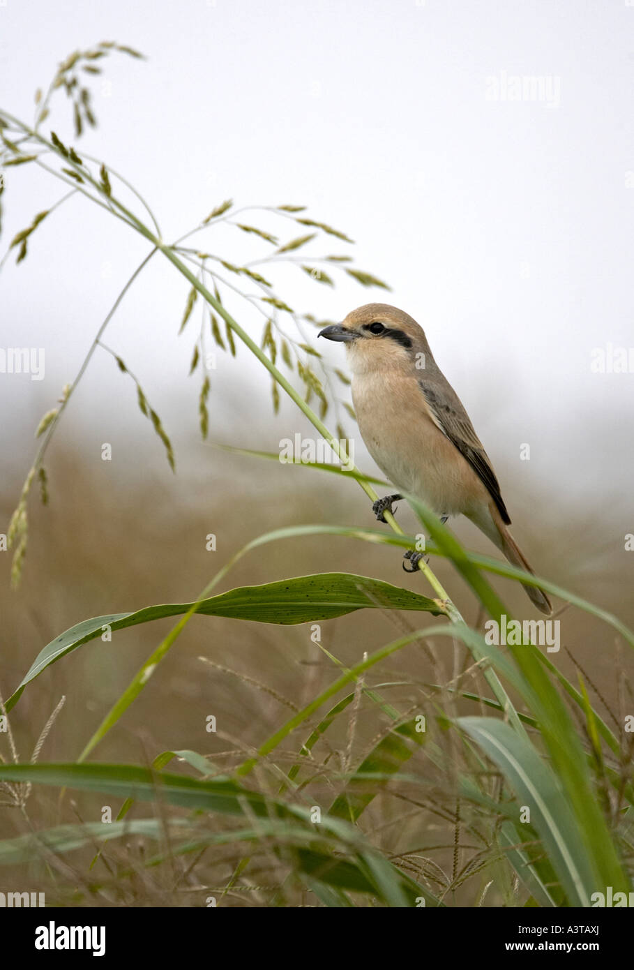 isabelline shrike (Lanius isabellinus), sitting on a blade of grass ...
