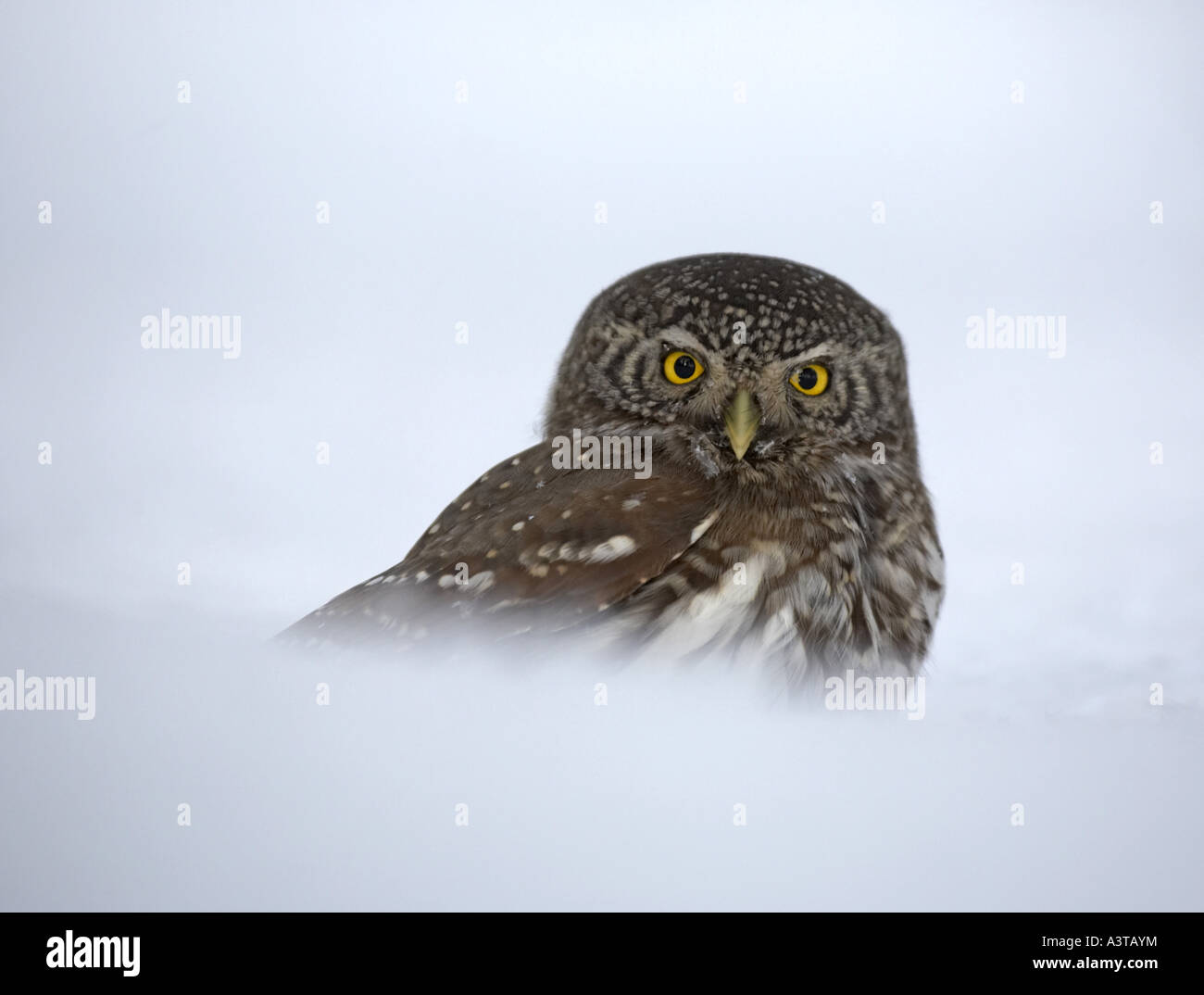 Eurasian pygmy owl (Glaucidium passerinum), portrait in snow, Finland ...