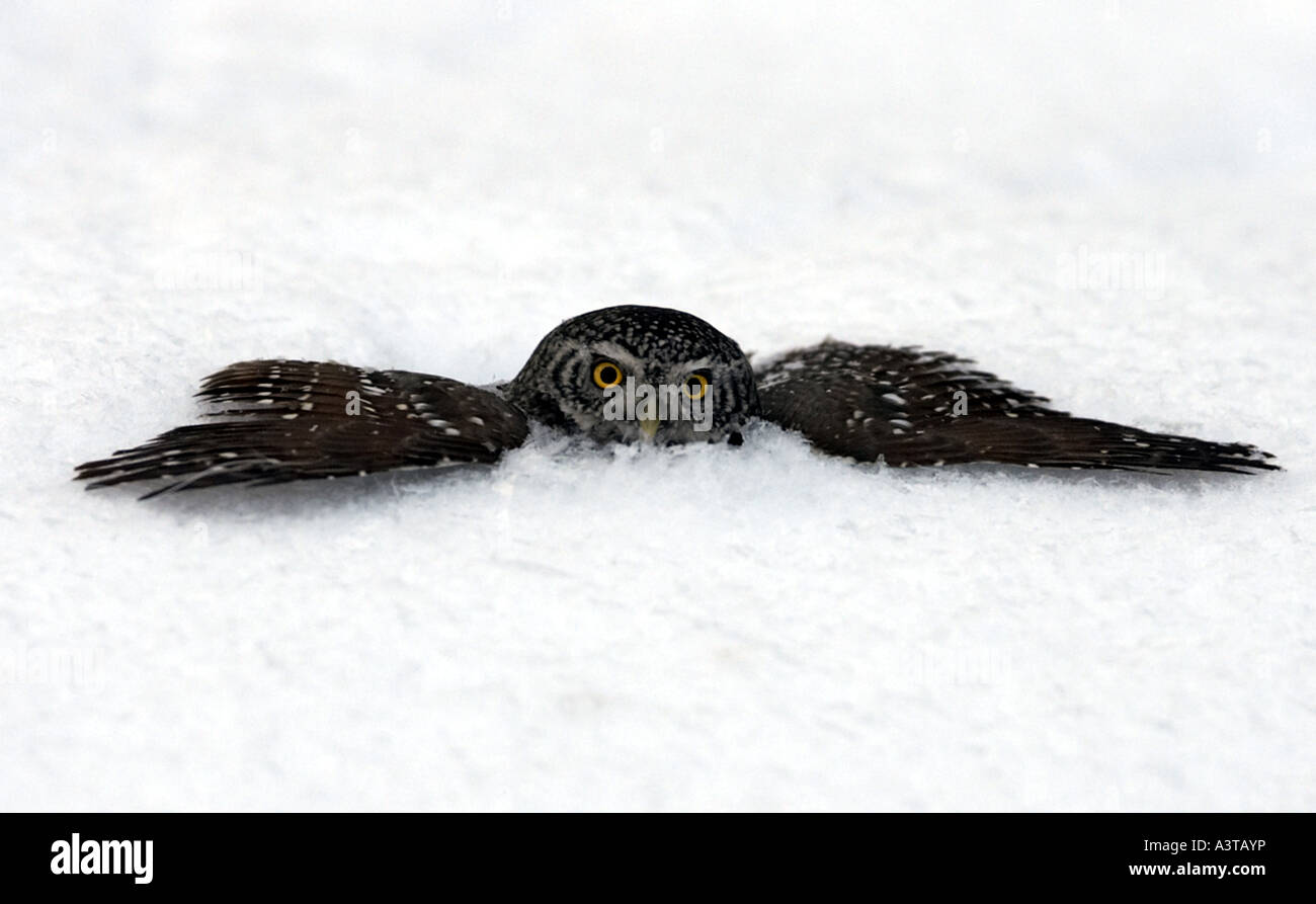 Eurasian pygmy owl (Glaucidium passerinum), caved in snow, Finland ...