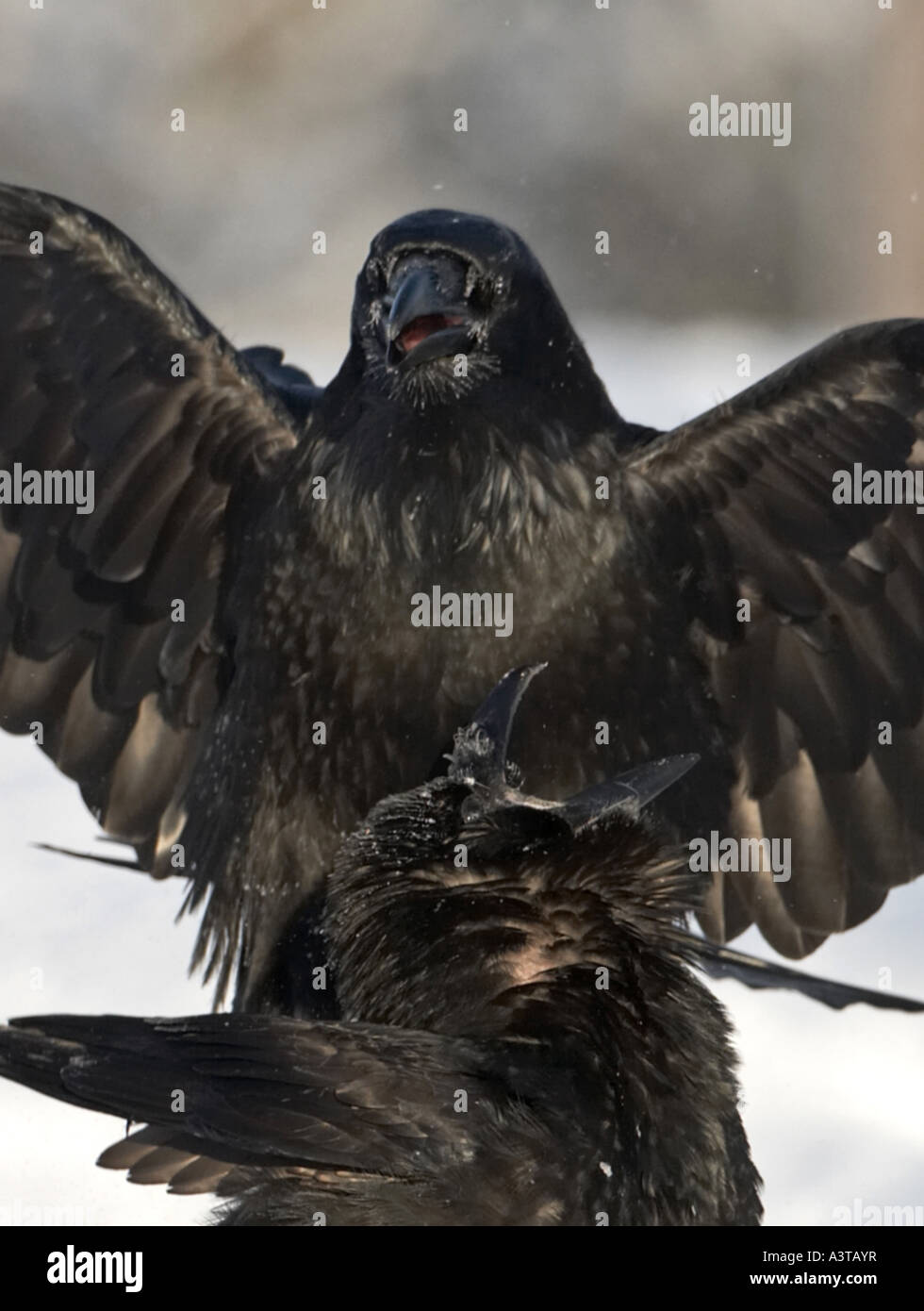 common raven (Corvus corax), two fighting individuals, Finland Stock ...