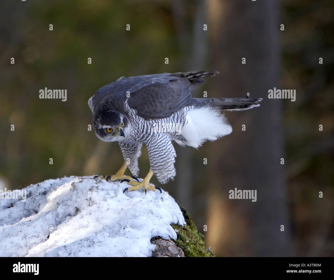 Lohja hi-res stock photography and images - Alamy