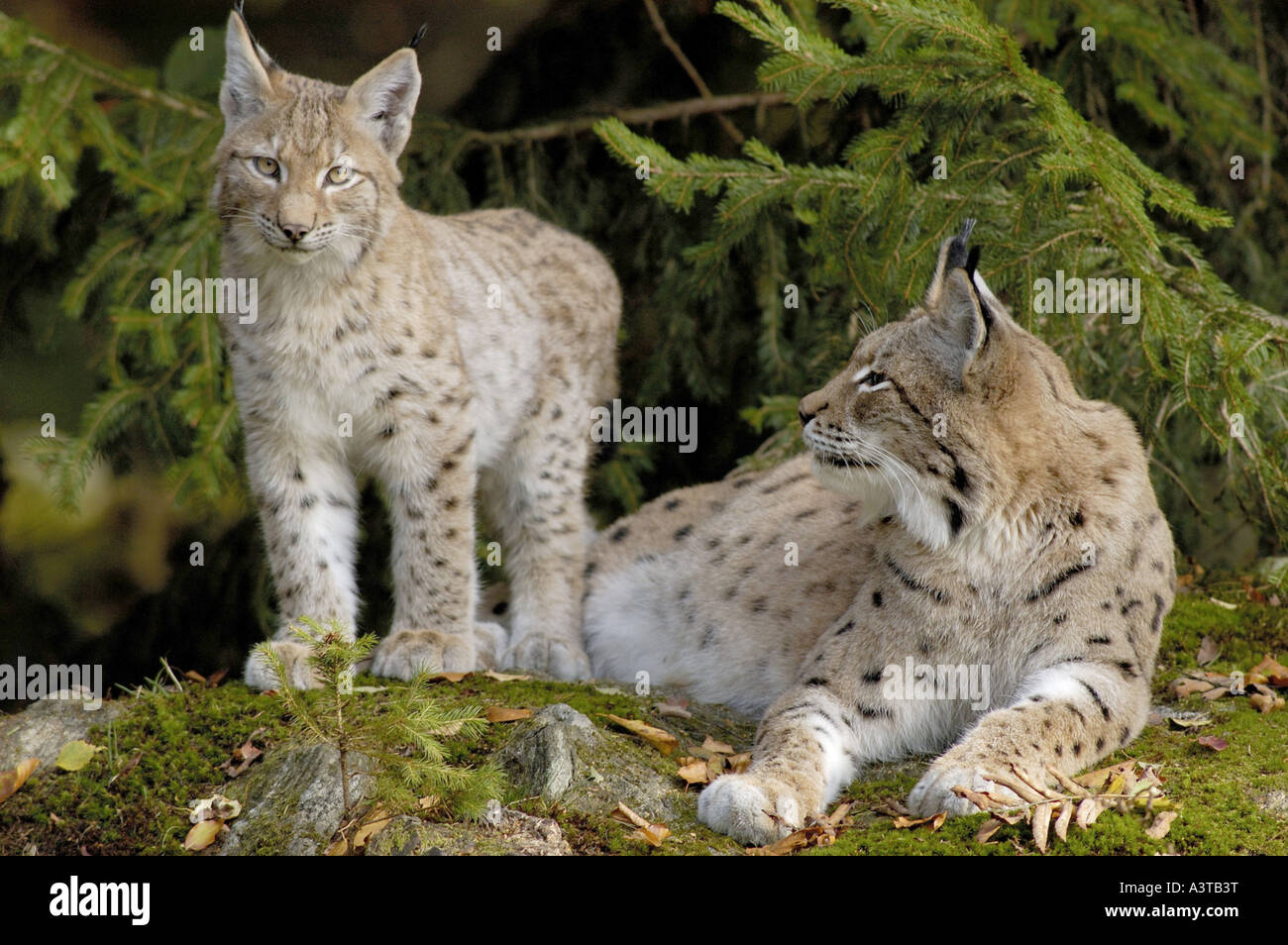 Eurasian lynx (Lynx lynx), female with cub, Germany Stock Photo - Alamy