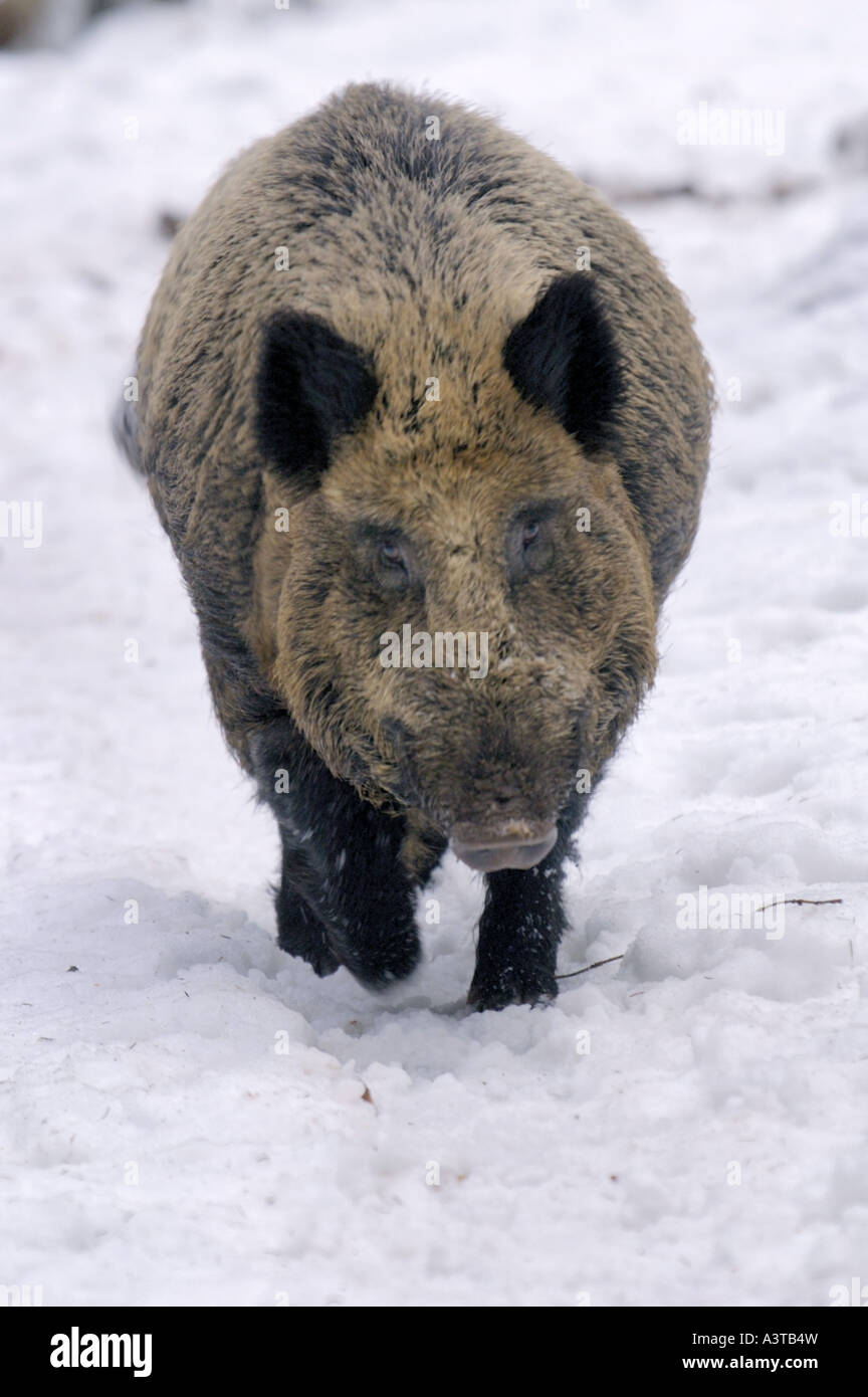 wild boar, pig (Sus scrofa), running in snow Stock Photo - Alamy