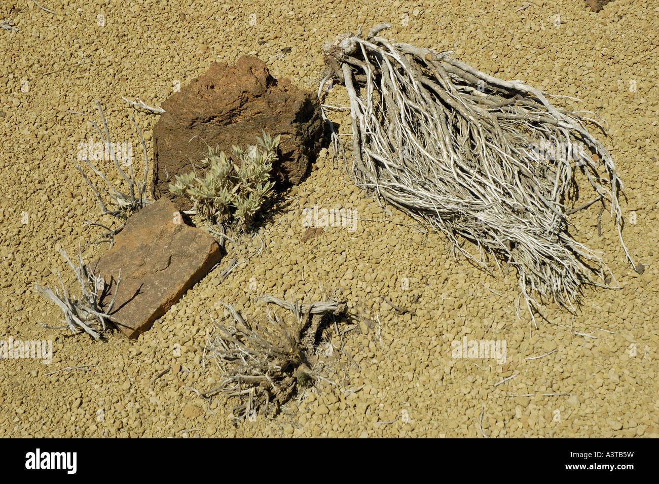 Lava volcano plant hi-res stock photography and images - Alamy