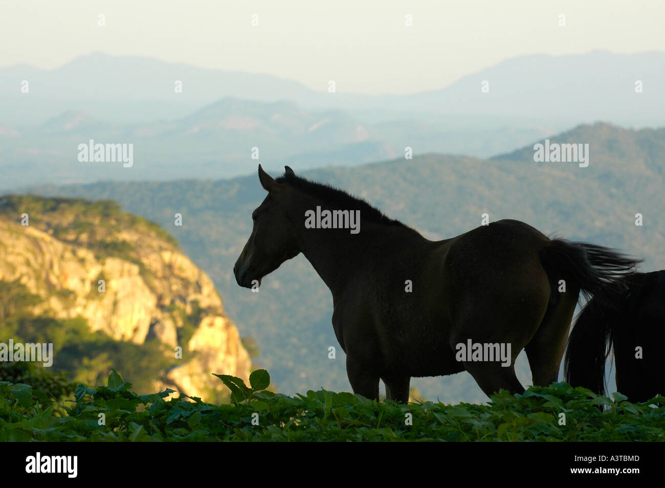 dark horse silhouetted against bright distant mountains Vumba mountains ...