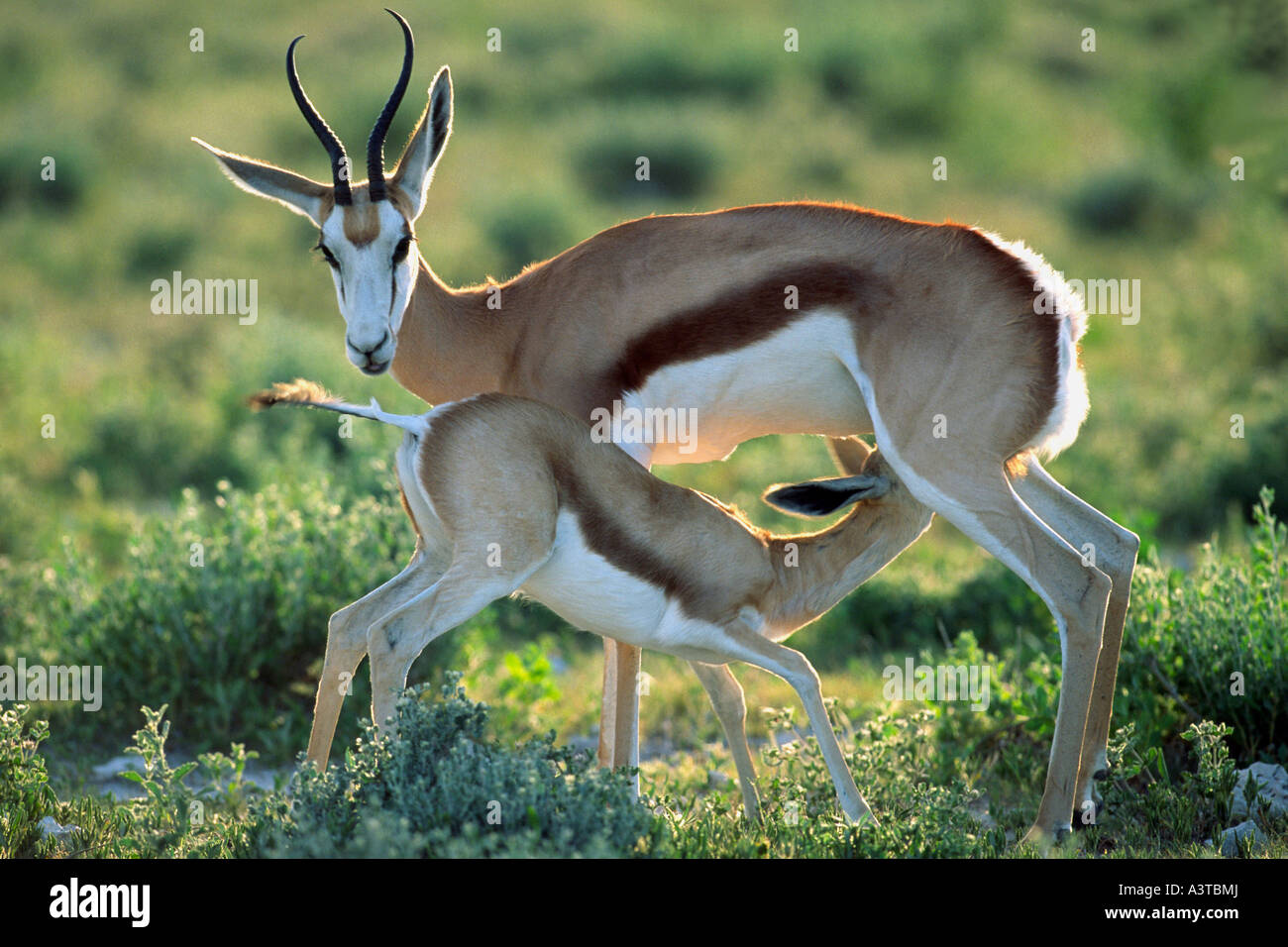 springbuck, springbok (Antidorcas marsupialis), Springbok with Kitten ...