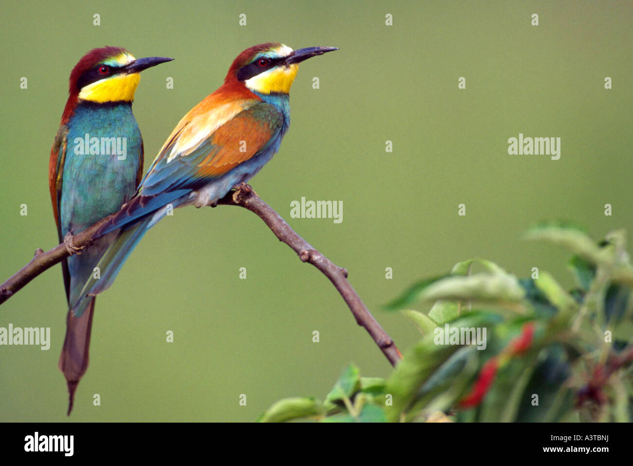 Africa namibia african bee eaters hi-res stock photography and images ...