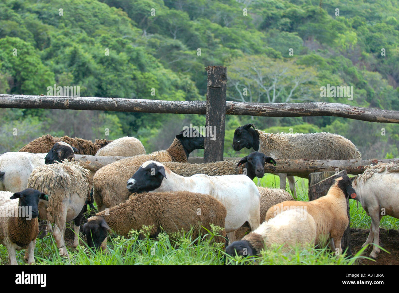 Dumb Sheep High Resolution Stock Photography and Images - Alamy
