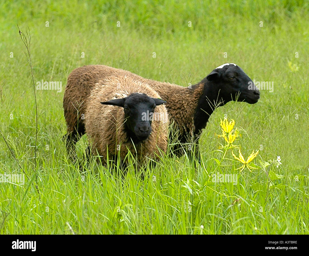 Vumba hi-res stock photography and images - Alamy