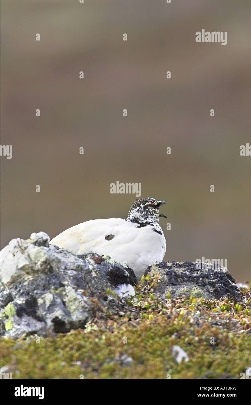 rock ptarmigan (Lagopus mutus), in winter plumage Stock Photo - Alamy