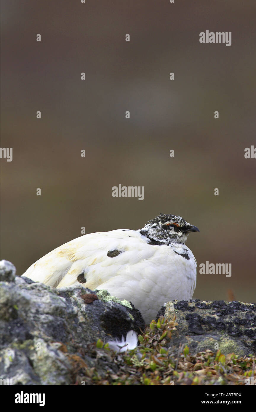 rock ptarmigan (Lagopus mutus), in winter plumage Stock Photo - Alamy